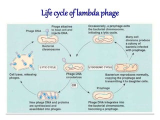 Bacteriophage biology and Lambda Phage Library Invitro Packaging | PPT