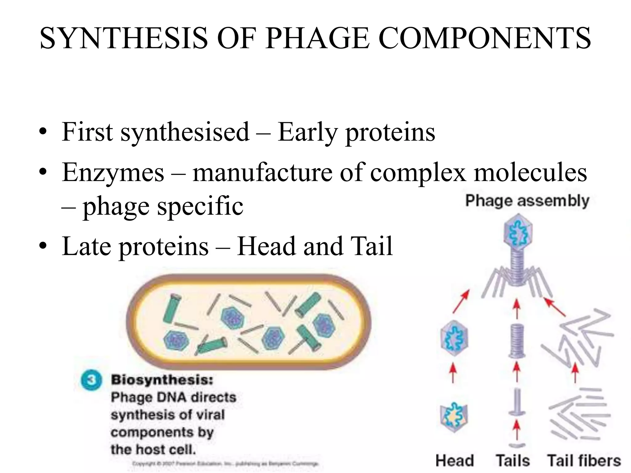 Bacteriophages and their general characteritics | PPTX
