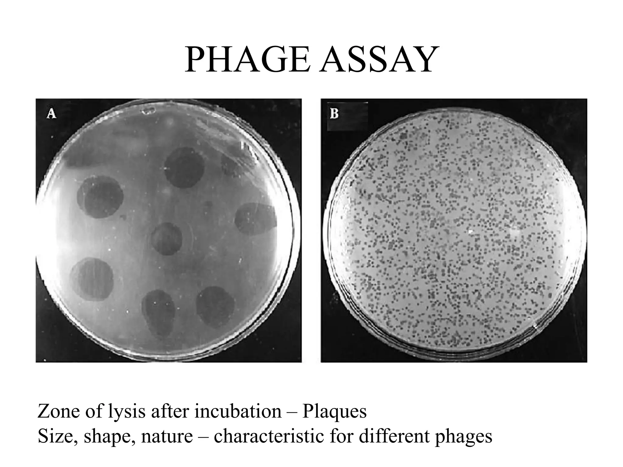 Bacteriophages and their general characteritics | PPTX