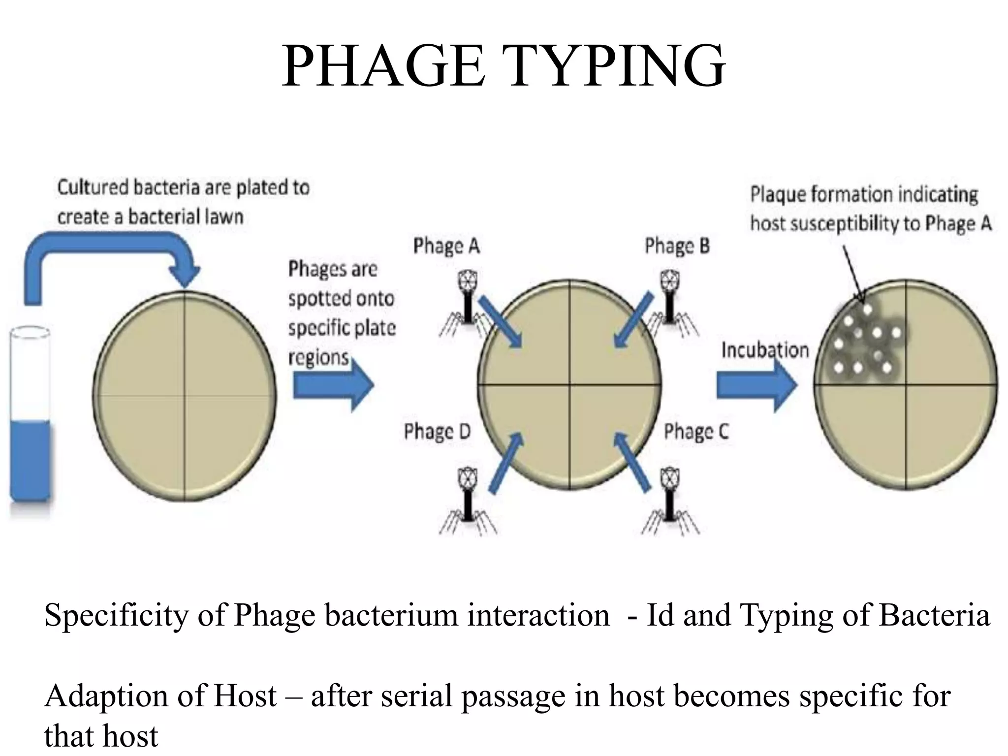 Bacteriophages and their general characteritics | PPTX