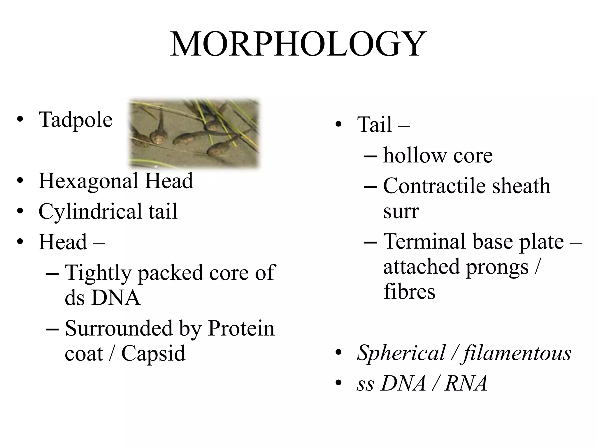 Bacteriophages and their general characteritics | PPTX