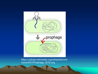 Bacteriophages | PPT