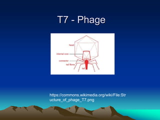 Bacteriophages | PPT