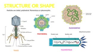 Bacteriophages: STRUCTURE, SHAPE, HABITAT, CLASSIFICATION, NOMENCLATURE ...