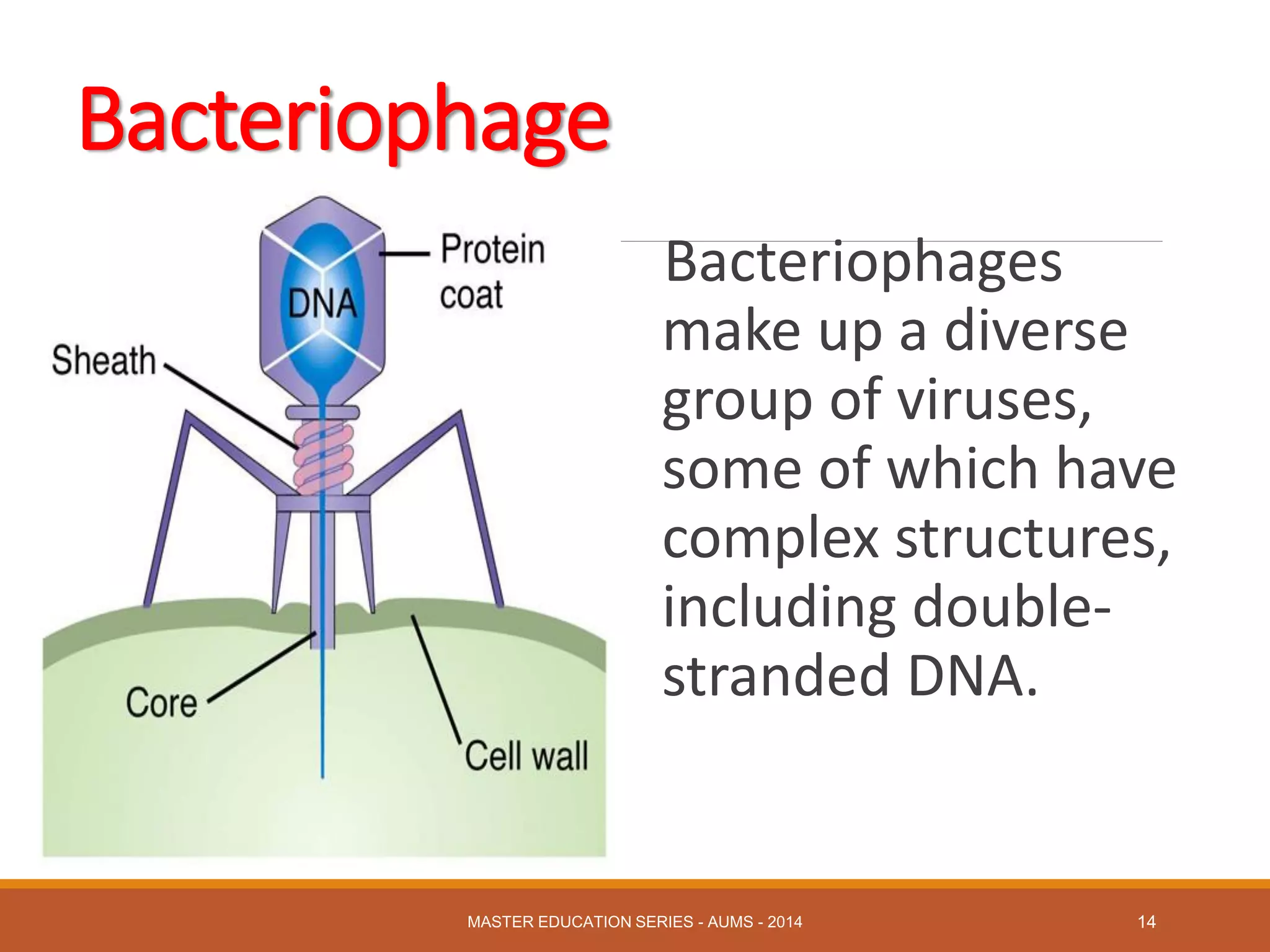 Bacteriophages | PDF