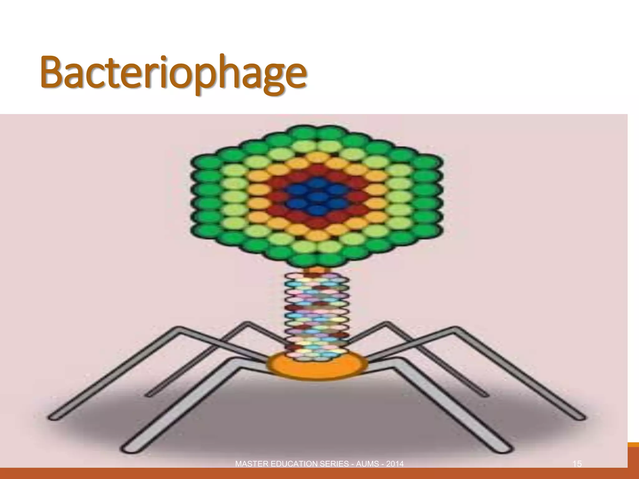 Bacteriophages | PDF