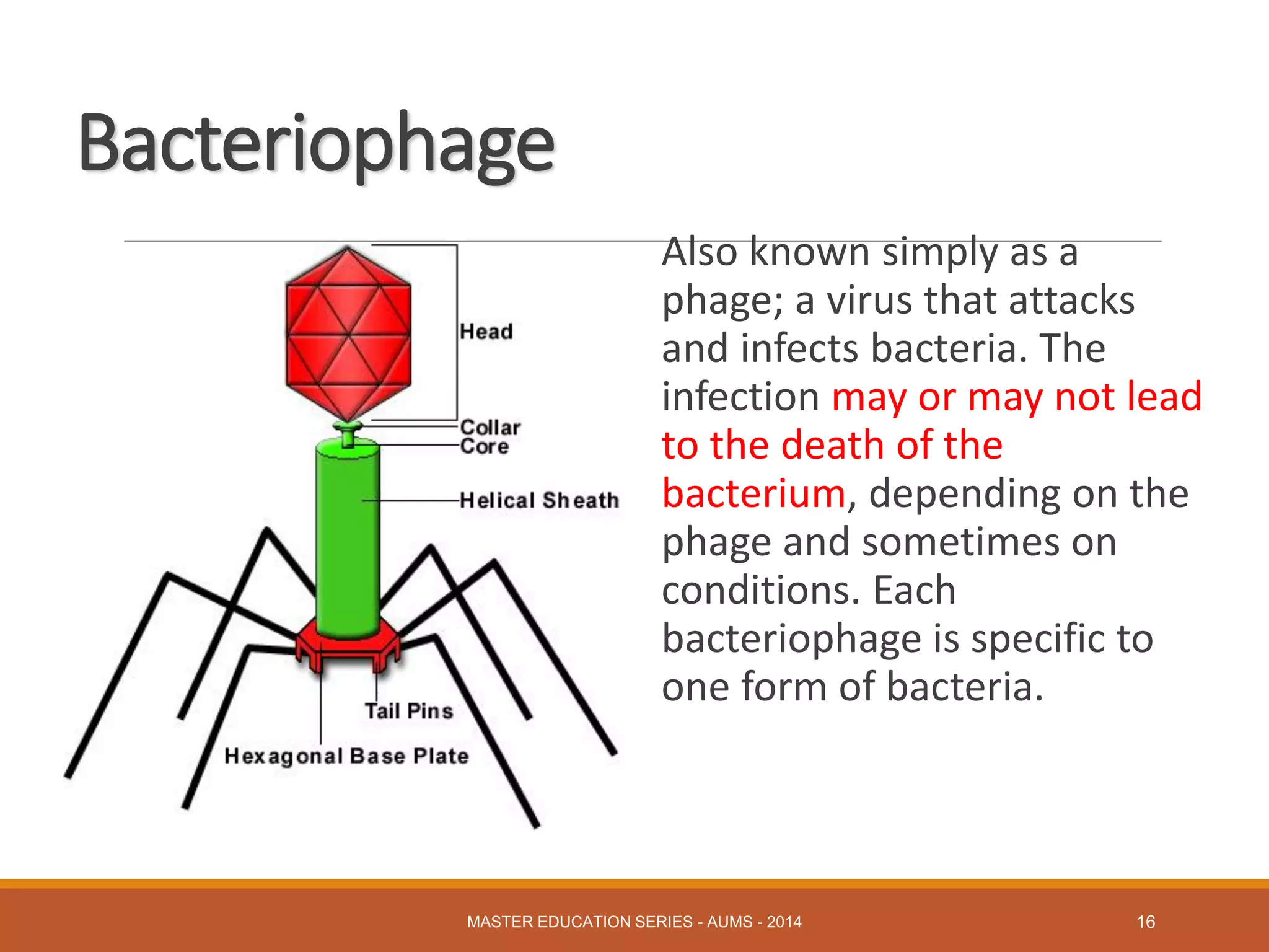 Bacteriophages | PDF
