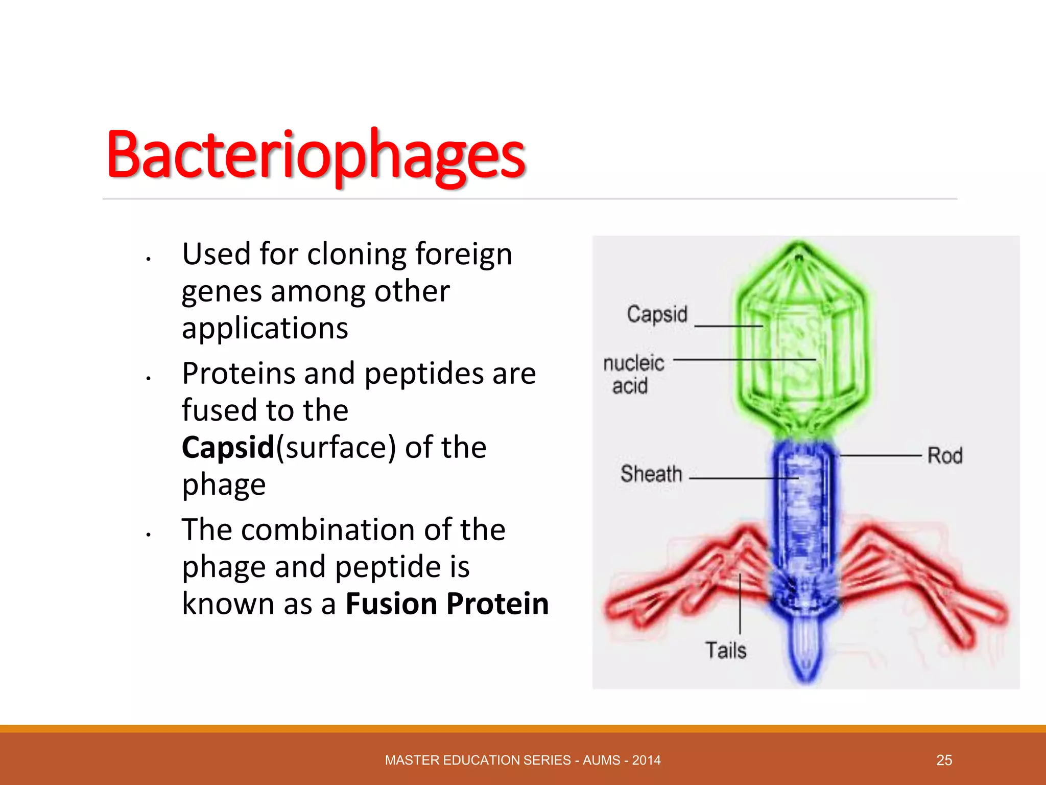 Bacteriophages | PDF