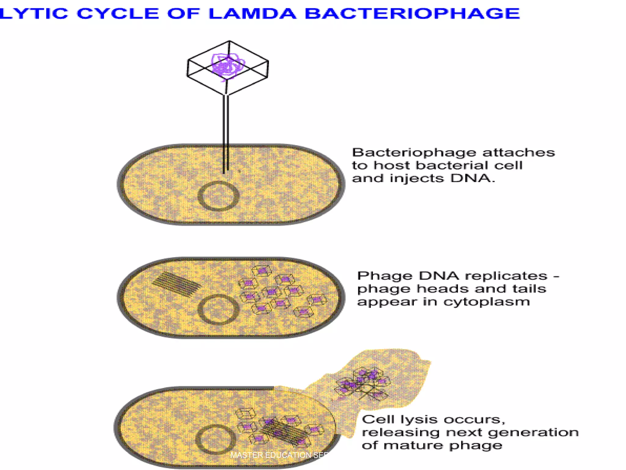 Bacteriophages | PDF