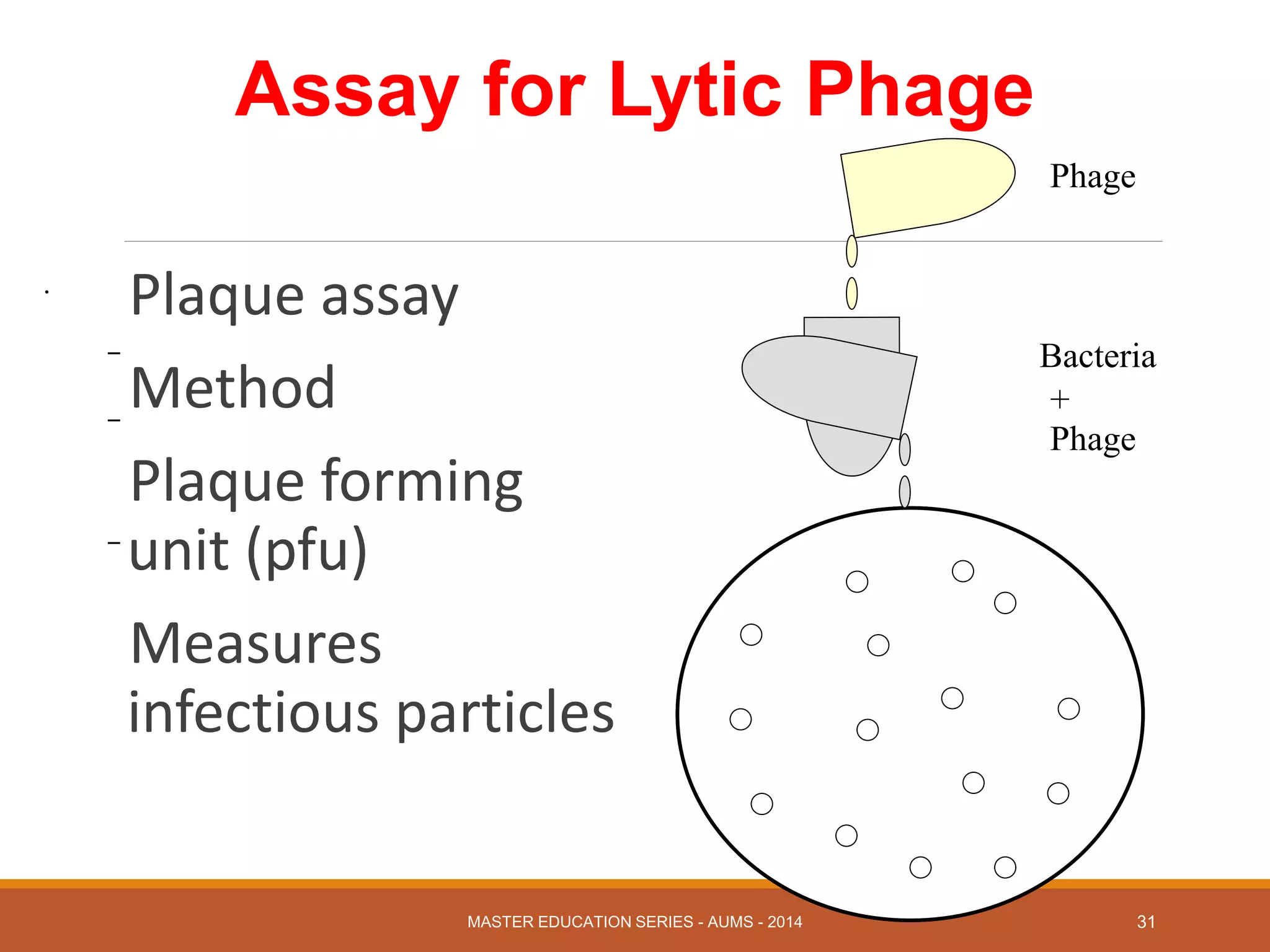 Bacteriophages | PDF