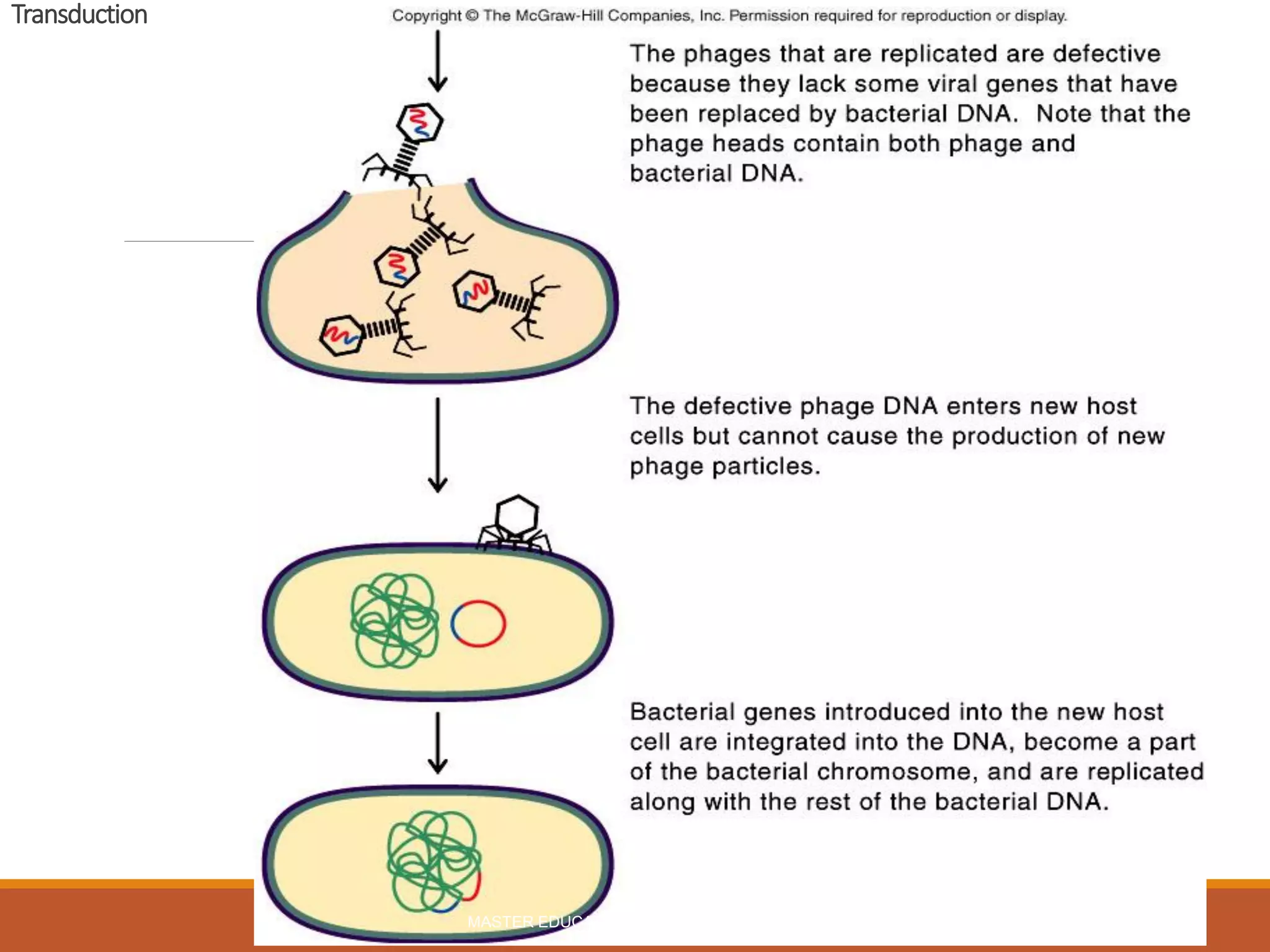 Bacteriophages | PDF