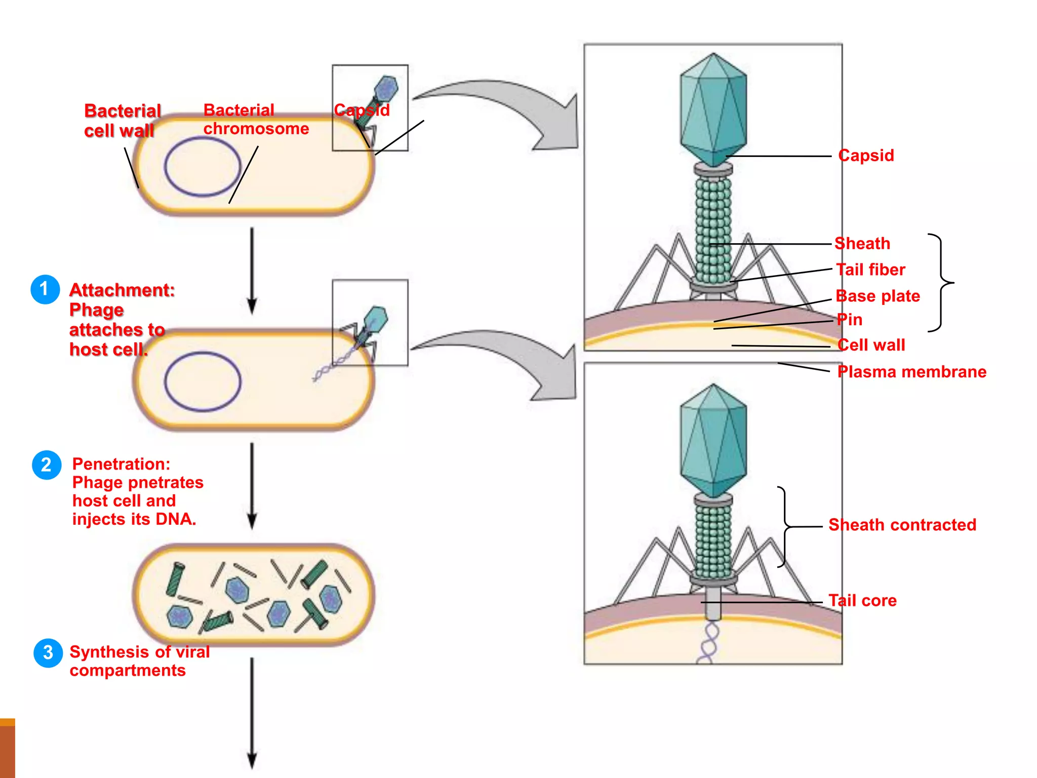Bacteriophages | PDF