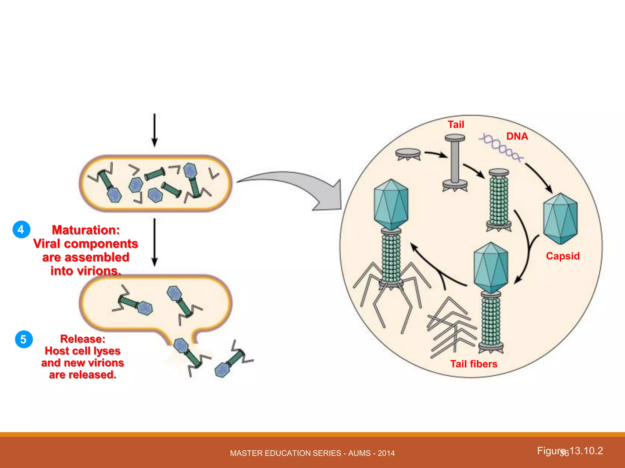 Bacteriophages | PDF