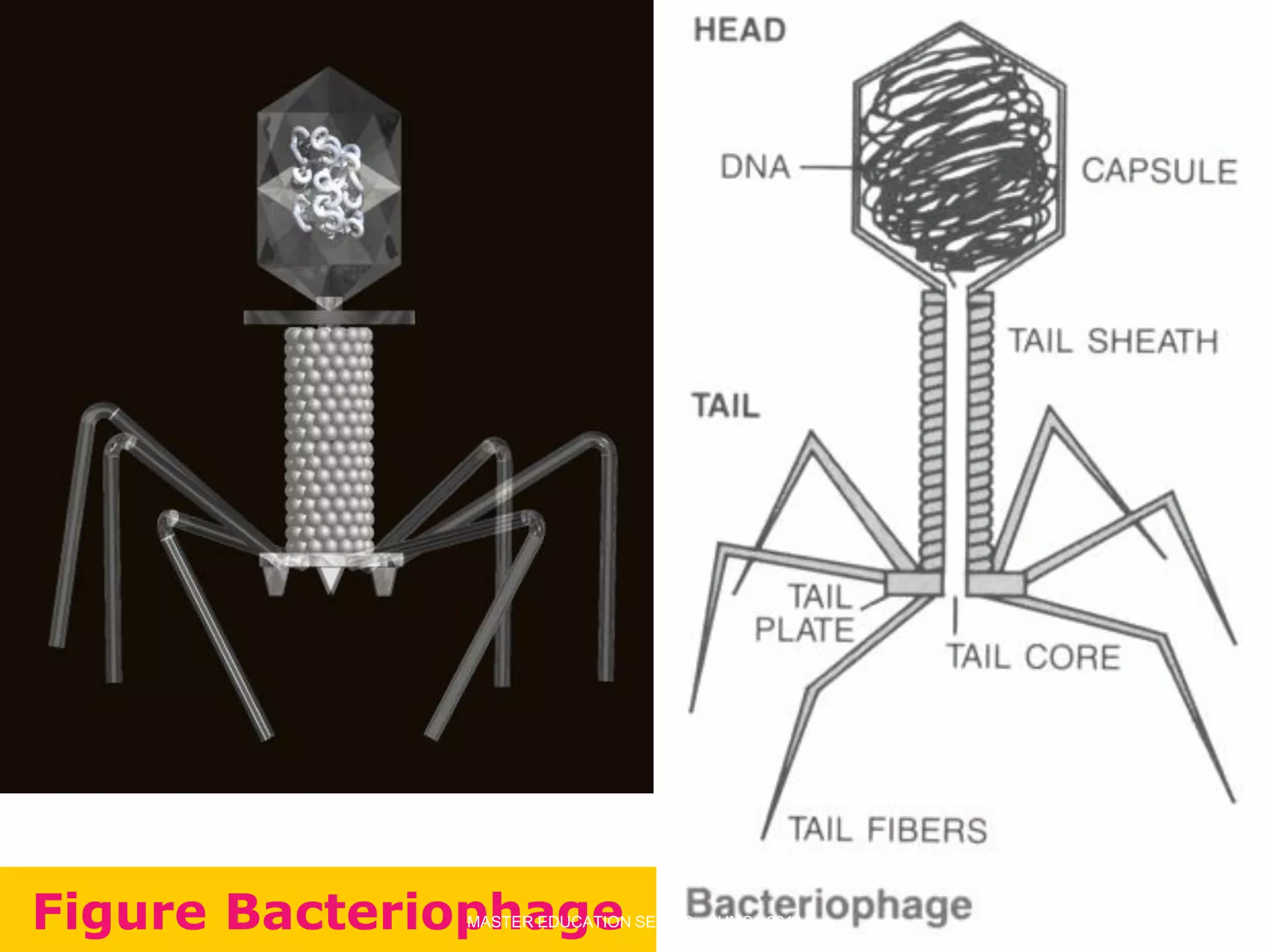 Bacteriophages | PDF
