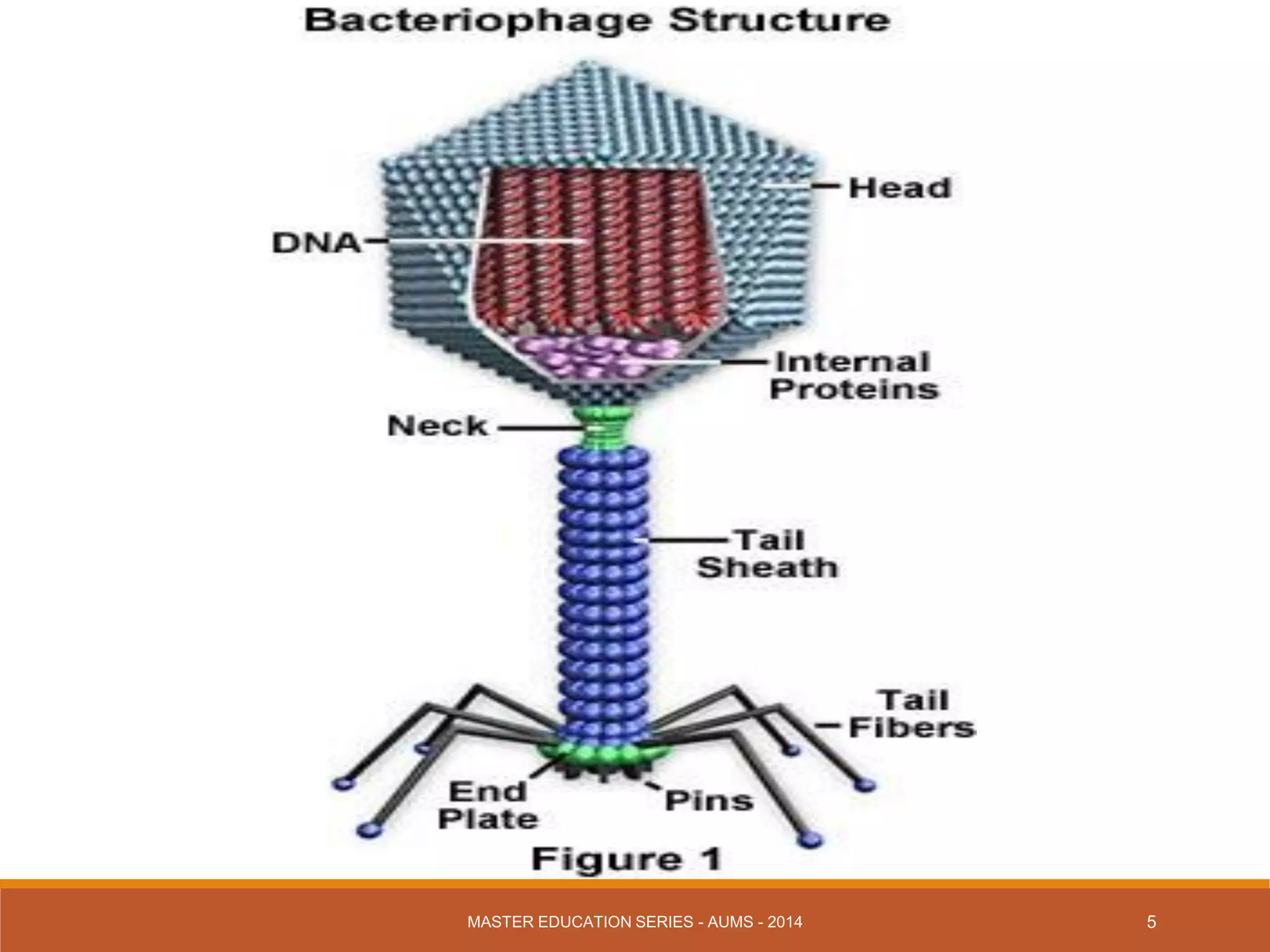 Bacteriophages | PDF