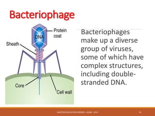 Bacteriophages | PDF