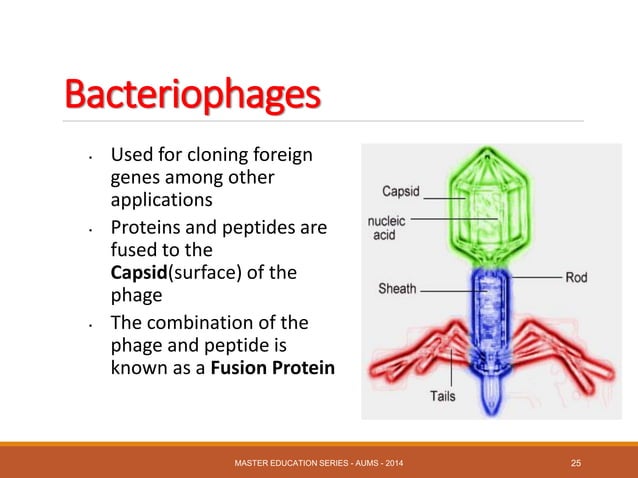 Bacteriophages | PDF