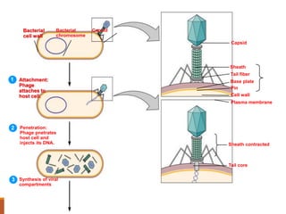 Bacteriophages | PDF