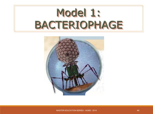 Bacteriophages | PDF