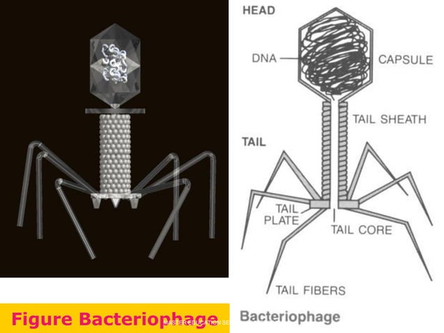 Bacteriophages | PDF