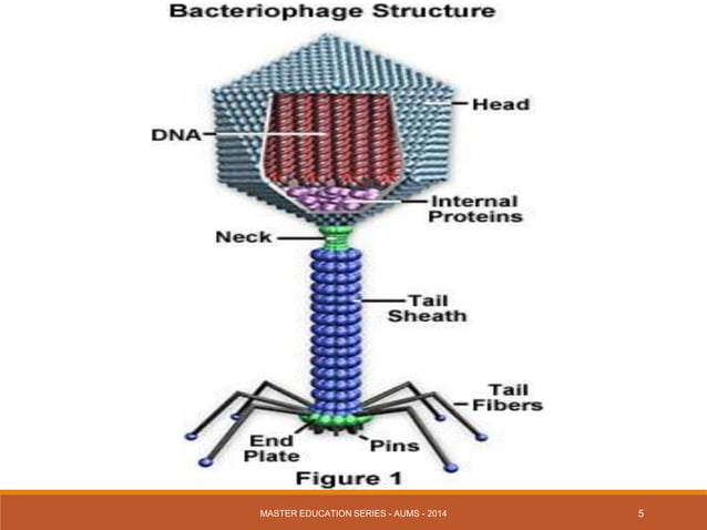 Bacteriophages | PDF