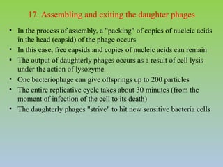 Bacteriophages and their microbiological basis | PPTX
