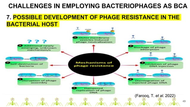 BACTERIOPHAGES_ A biocontrol strategy against bacterial phytopathogens; Credit Seminar- RAMJITH ...