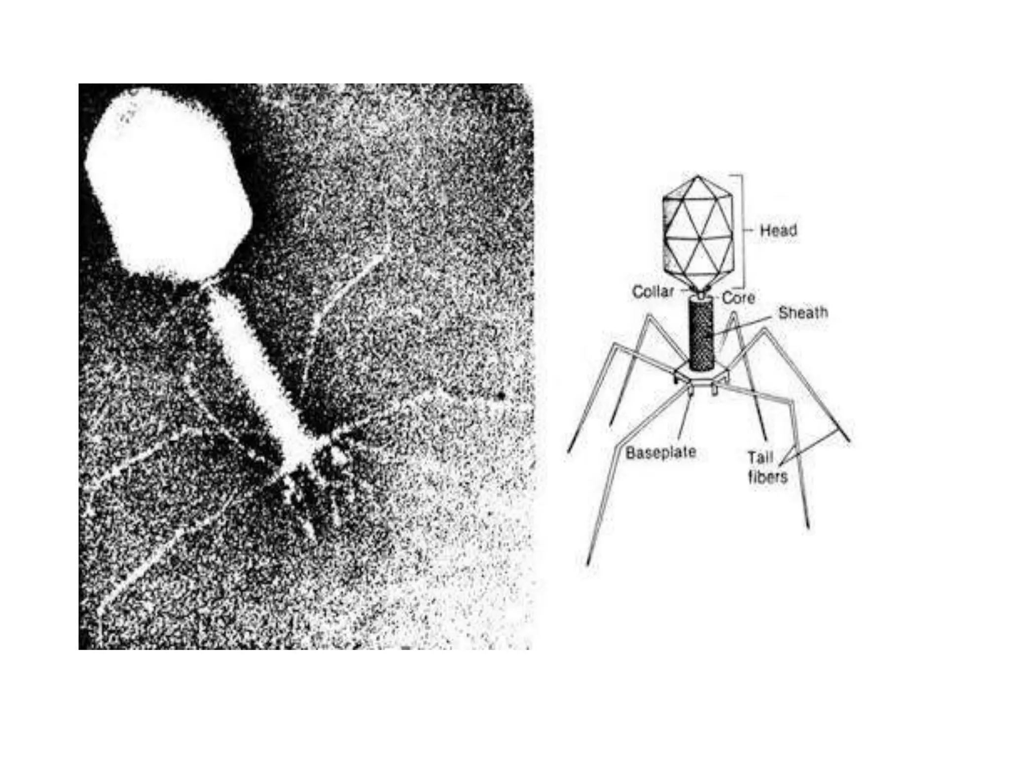 Bacteriophages | PPTX