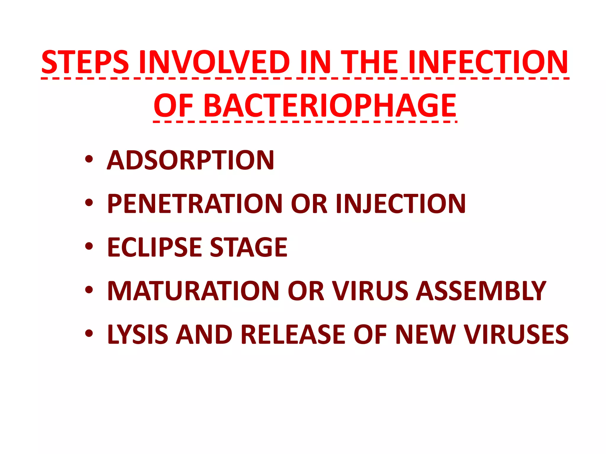 Bacteriophages | PPTX