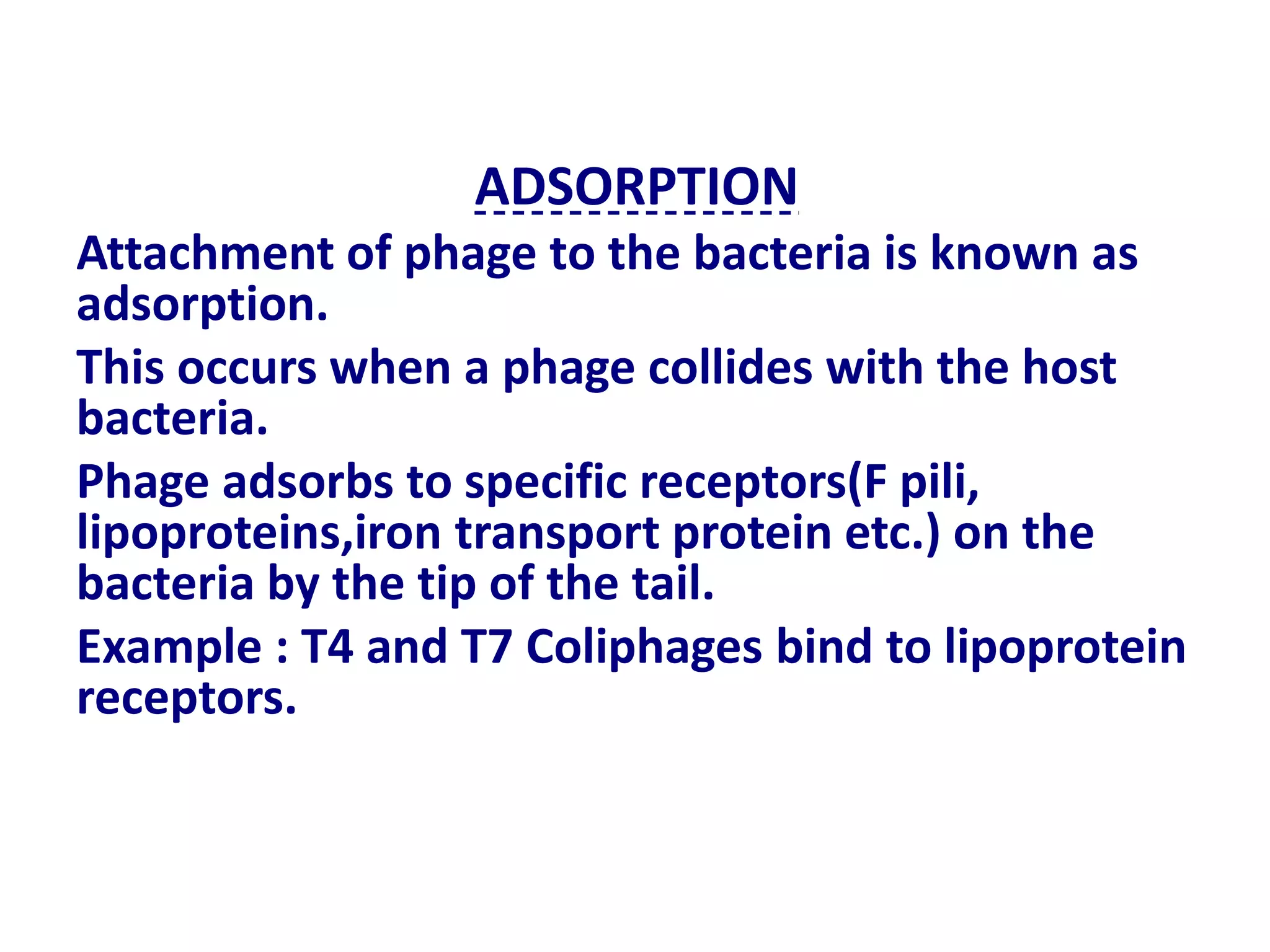 Bacteriophages | PPTX
