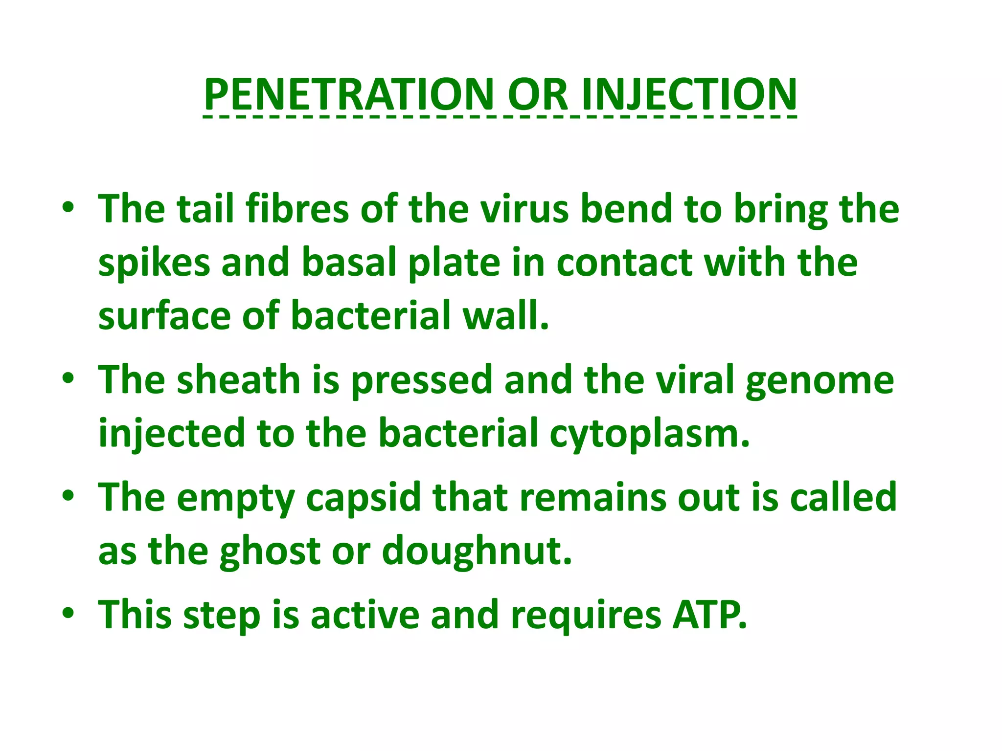 Bacteriophages | PPTX
