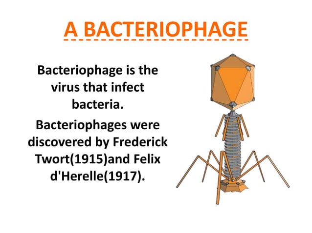 Bacteriophages | PPTX | Genetics | Science