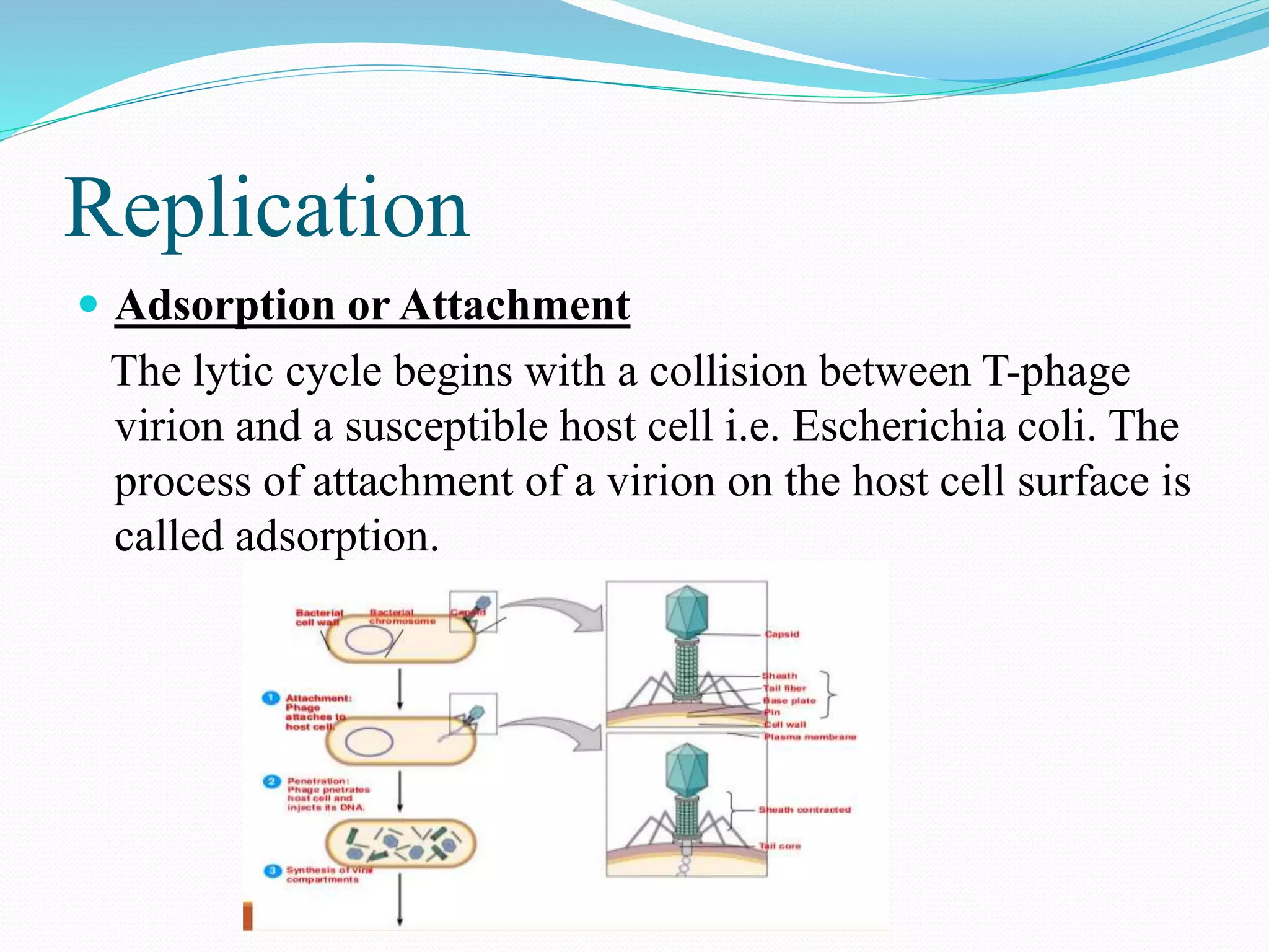 Bacteriophages & Its classification, cycles, therapy, and applications ...