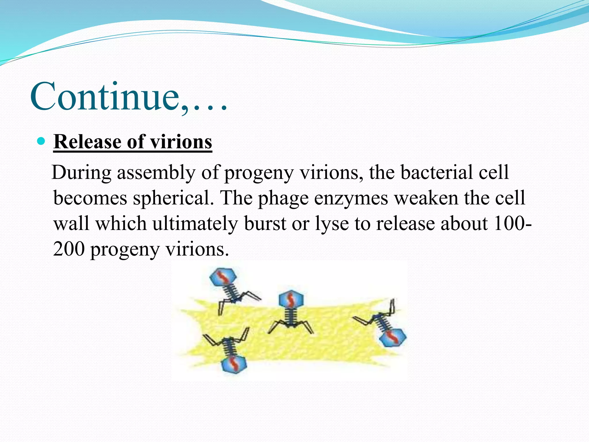 Bacteriophages & Its classification, cycles, therapy, and applications ...