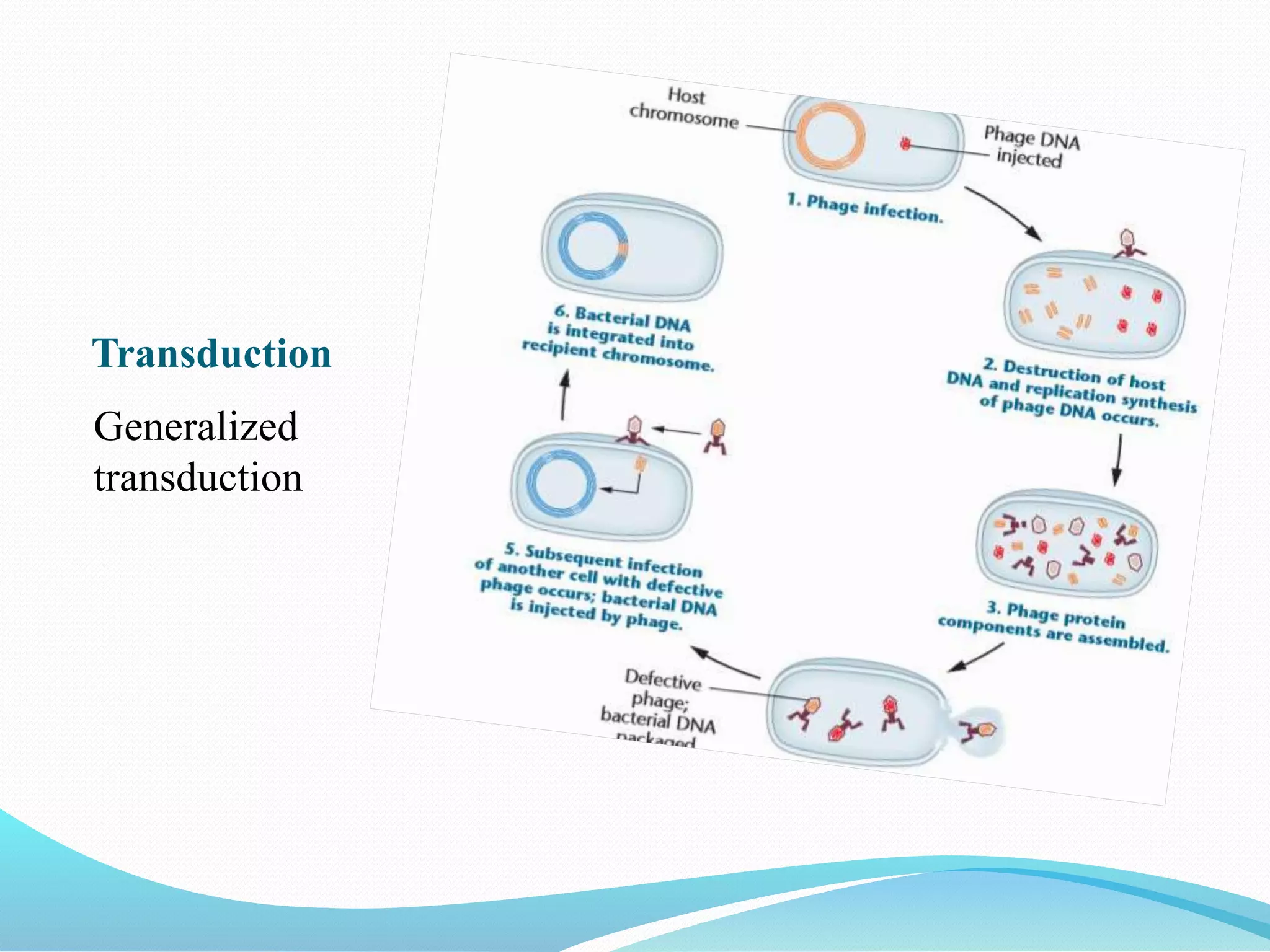 Bacteriophages & Its classification, cycles, therapy, and applications ...