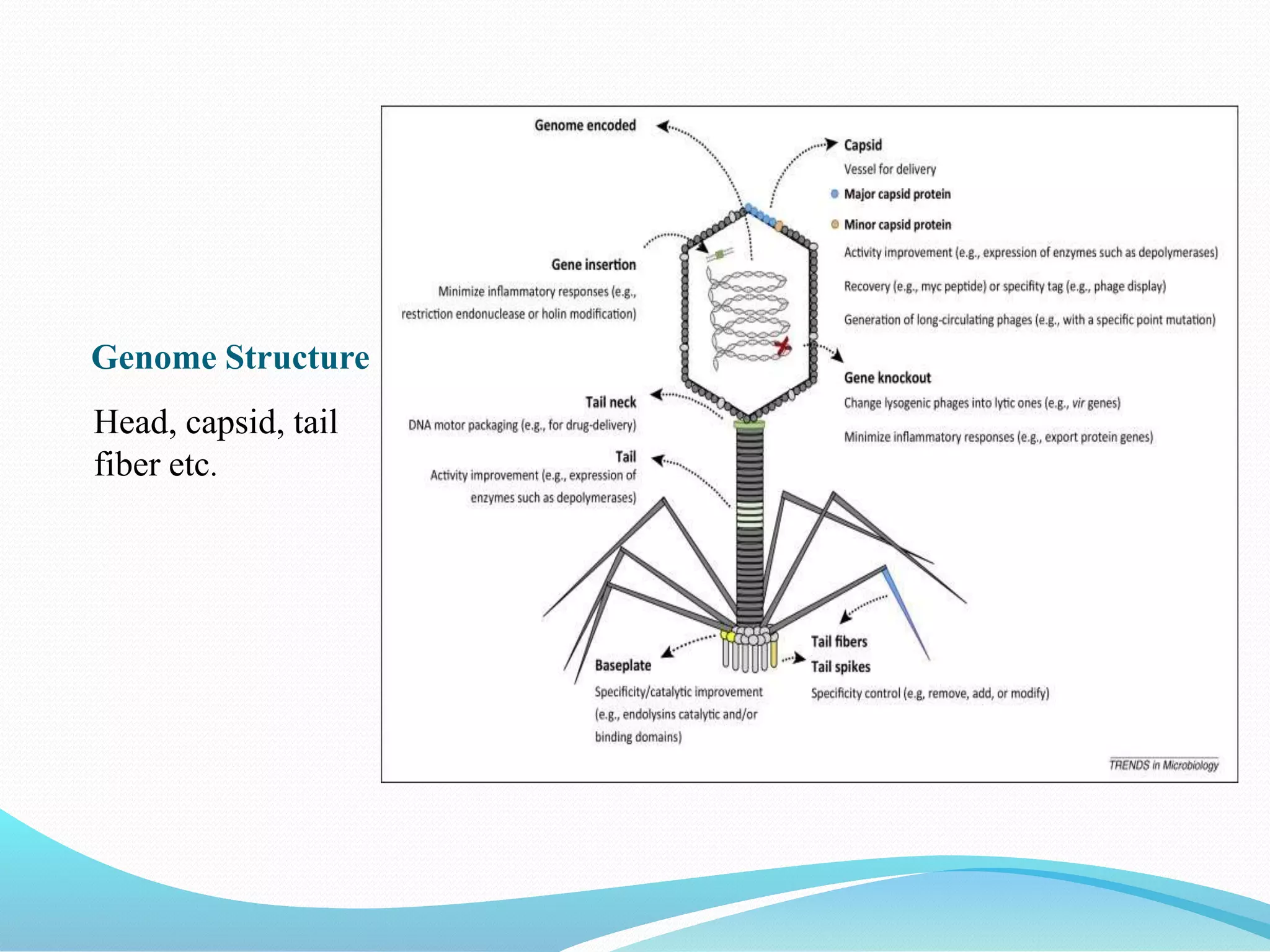 Bacteriophages And Its Classification Cycles Therapy And Applications Pptx