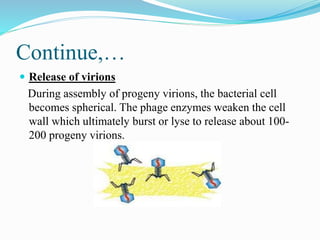 Bacteriophages & Its classification, cycles, therapy, and applications ...