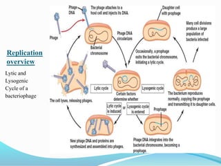 Bacteriophages & Its classification, cycles, therapy, and applications | PPTX