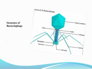 Bacteriophages & Its classification, cycles, therapy, and applications ...