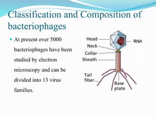 Bacteriophages & Its classification, cycles, therapy, and applications ...