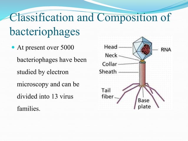 Bacteriophages And Its Classification Cycles Therapy And Applications Pptx