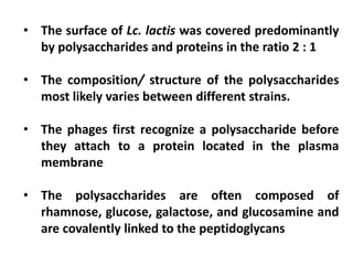 Bacteriophages of LAB control measures and significance | PPT