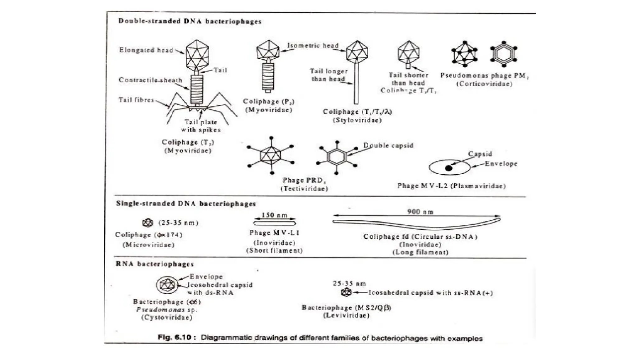 Bacteriophage lambda life cycle's strategy | PPT