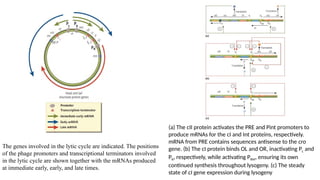 Bacteriophage lambda life cycle's strategy | PPT