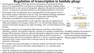 Bacteriophage lambda life cycle's strategy | PPT