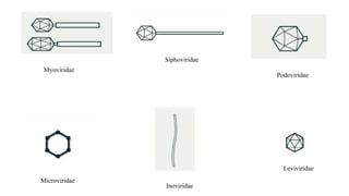 Bacteriophage lambda life cycle's strategy | PPT