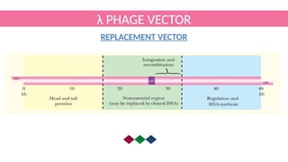BACTERIOPHAGE VECTOR USED IN GENETIC ENGINEERING | PPTX