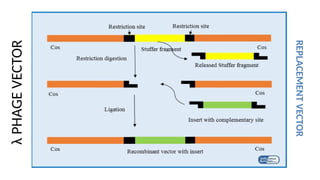 BACTERIOPHAGE VECTOR USED IN GENETIC ENGINEERING | PPTX