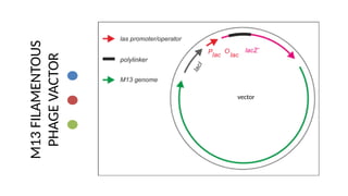 BACTERIOPHAGE VECTOR USED IN GENETIC ENGINEERING | PPTX