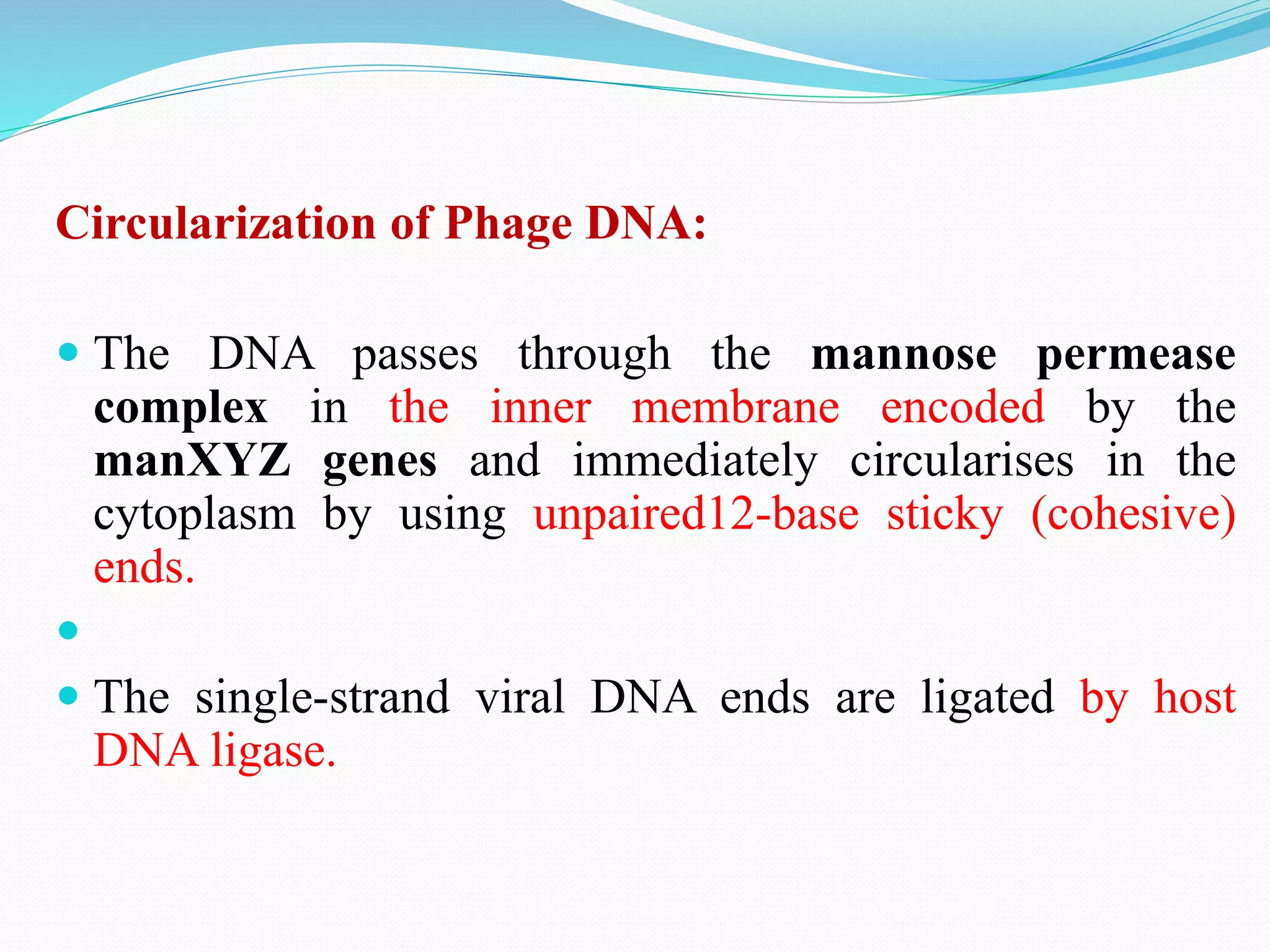 Bacteriophage T4 and Bacteriophage lambda | PPTX